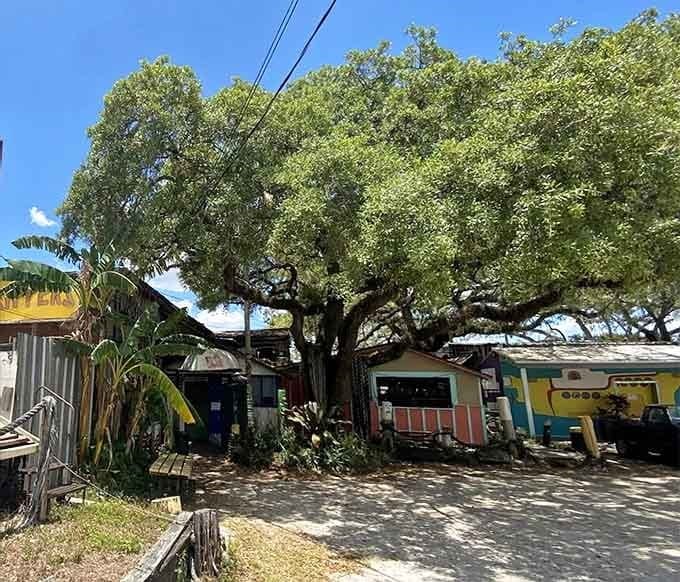 When nature and good eats collide, you get this magical spot shaded by ancient oaks and good vibes.