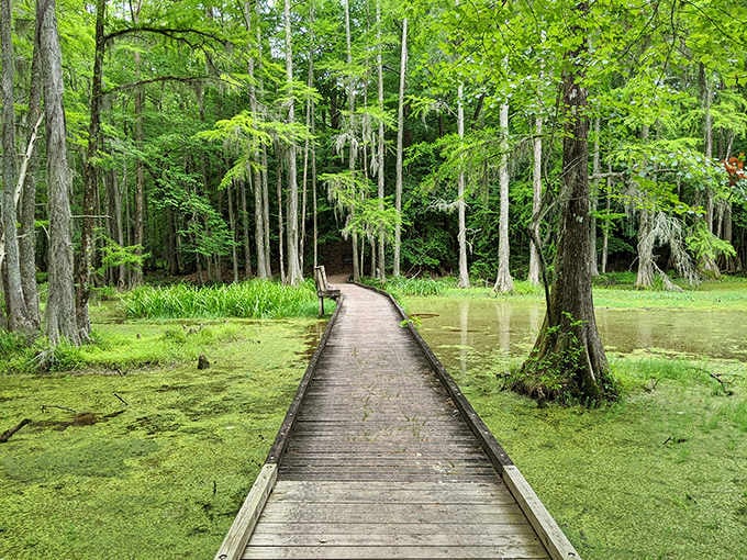 This boardwalk through the swamp proves that the best paths in life are the ones less traveled by.