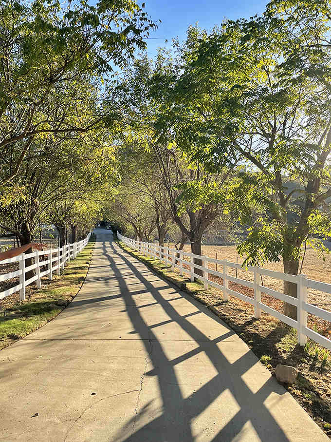 Tree-lined pathways dappled with afternoon light make the journey to wine tasting feel like a pilgrimage.