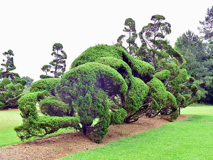 When plants decide to become performance artists, this is what happens&mdash;pure sculptural magic in green.