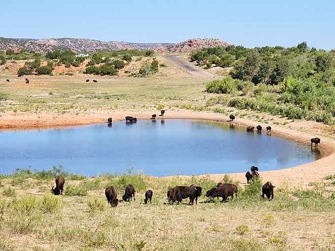 When bison gather at the watering hole, it's like watching nature's most exclusive club meeting in session.