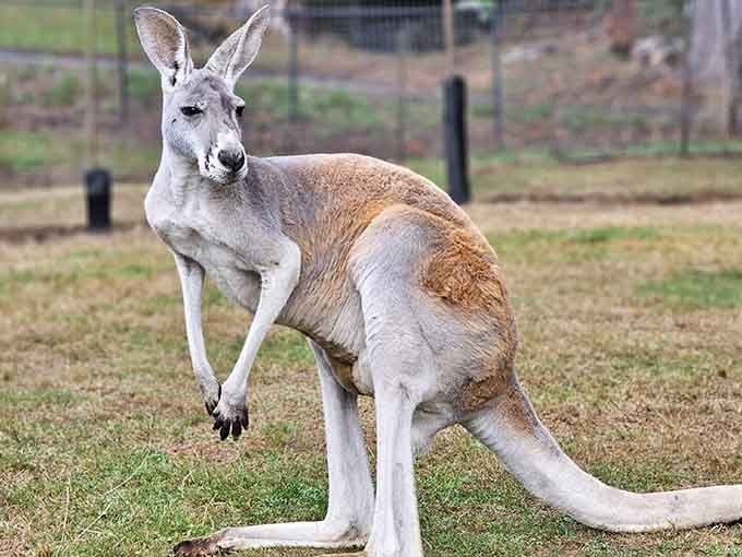 Meet your new favorite Australian import, casually posing like it owns the place (because it kind of does).