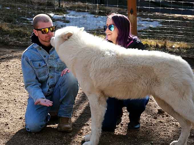That Arctic wolf's greeting rivals any golden retriever's enthusiasm, proving affection knows no species boundaries here.