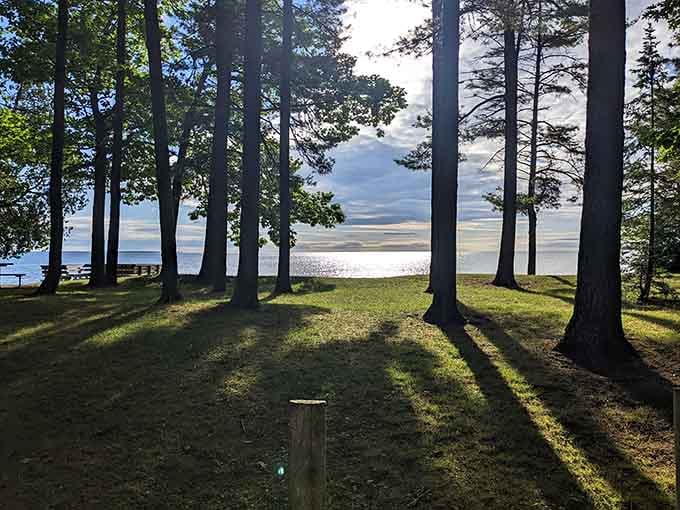Those long shadows stretching across the grass are nature's way of saying the real show starts after dark.