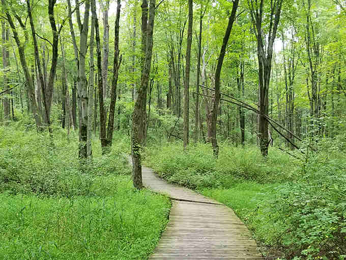 That boardwalk through lush greenery isn't leading to a beach, it's your gateway to wilderness therapy.