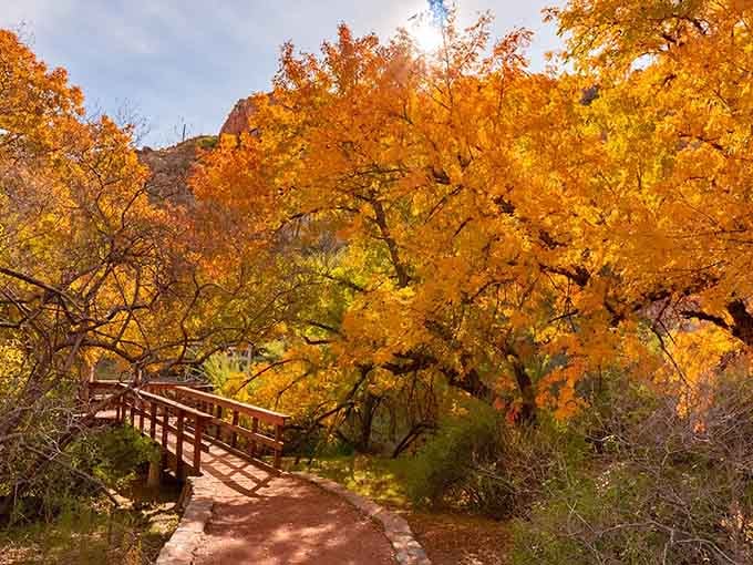 Those fall colors hit different when you're not expecting them in the Arizona desert, don't they?