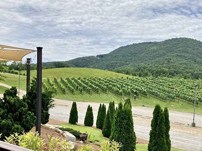 Those perfectly aligned rows of grapevines stretching toward the mountain are basically Georgia showing off its wine credentials.