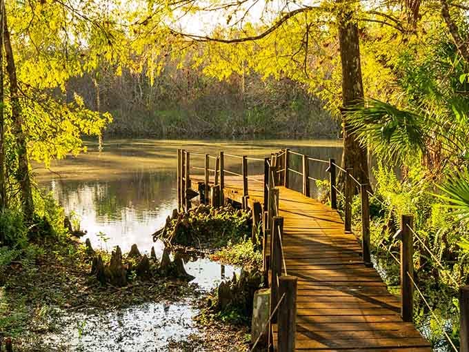 That golden light filtering through the cypress canopy makes you understand why people fall in love with swamps.
