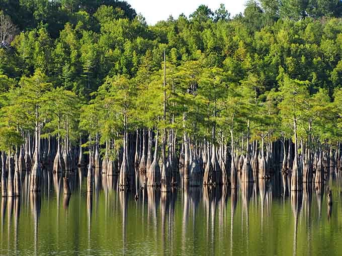 Those cypress trees standing in formation like nature's own cathedral will make you forget you're still in Georgia.