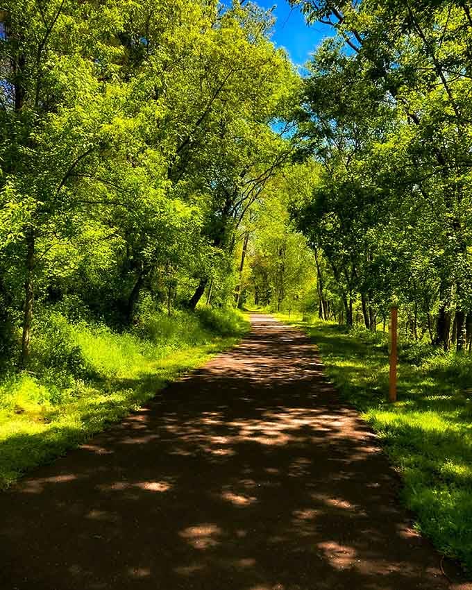 Sunlight filters through the canopy like nature's own stained glass, creating shadows that dance across this peaceful woodland trail.