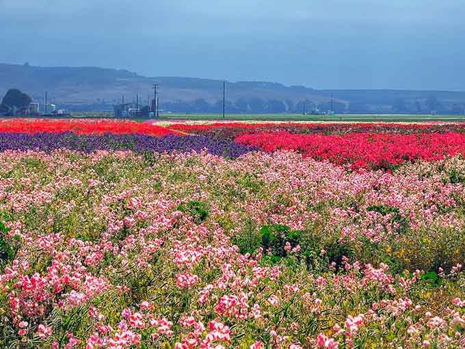 Rows of pink and red blooms stretch toward distant hills like nature's own candy store display.