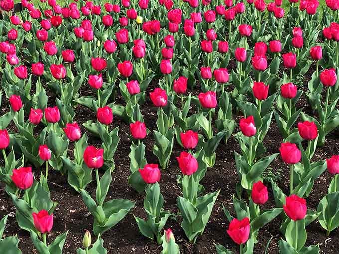 These crimson tulips stand at attention with military precision, proving nature loves good organization too.