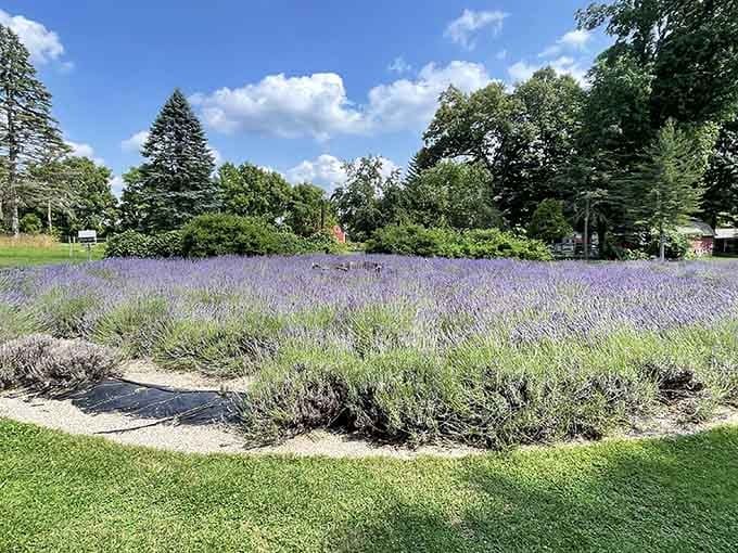 Purple waves stretching toward the horizon like nature decided to audition for a Pantone commercial.