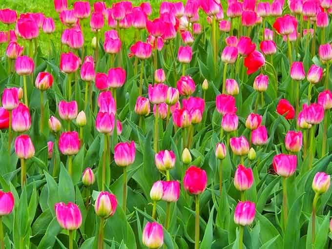 When 80,000 tulips decide to show off at once, this is what happens to your heart rate.