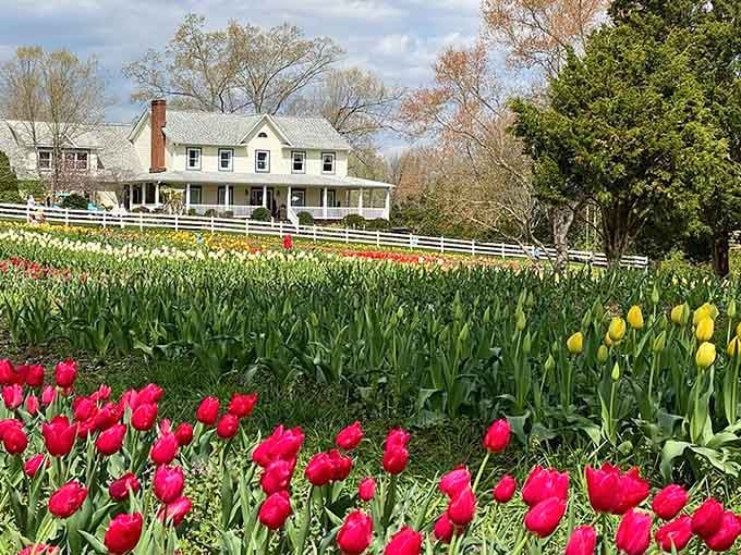 That charming farmhouse backdrop adds Southern grace to fields bursting with vibrant spring blooms.