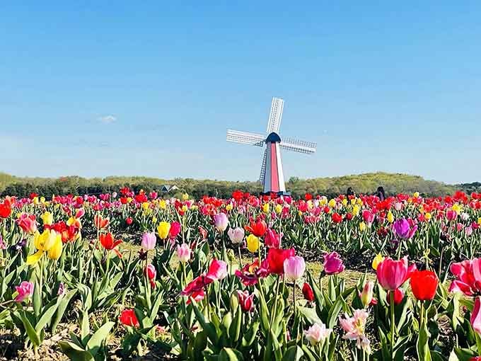 Rows of tulips stretching to the horizon like nature's own rainbow decided to take a permanent vacation here.