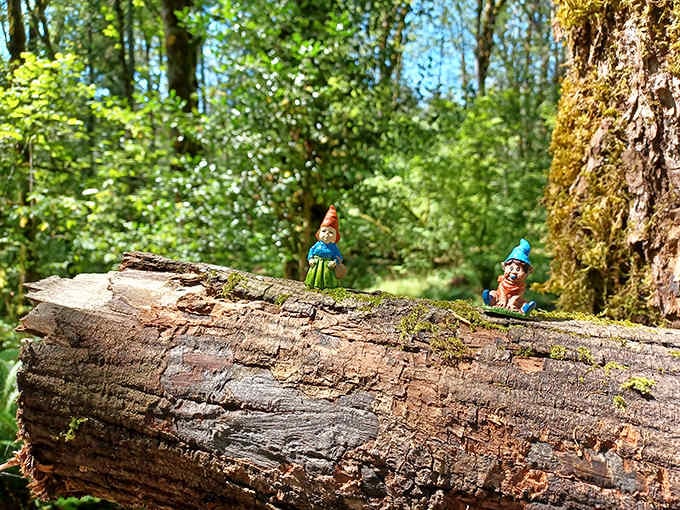 Your whimsical adventure begins here, with charming gnome figurines guiding you into their enchanted forest world.