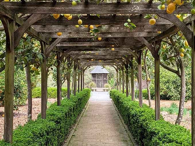Walking through this vine-covered tunnel feels like entering a secret passage to somewhere absolutely magical and wonderfully unexpected.