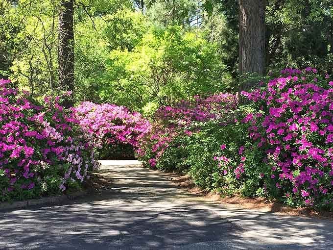 These azaleas create a floral archway that makes you want to walk slower, breathe deeper, and forget your to-do list.