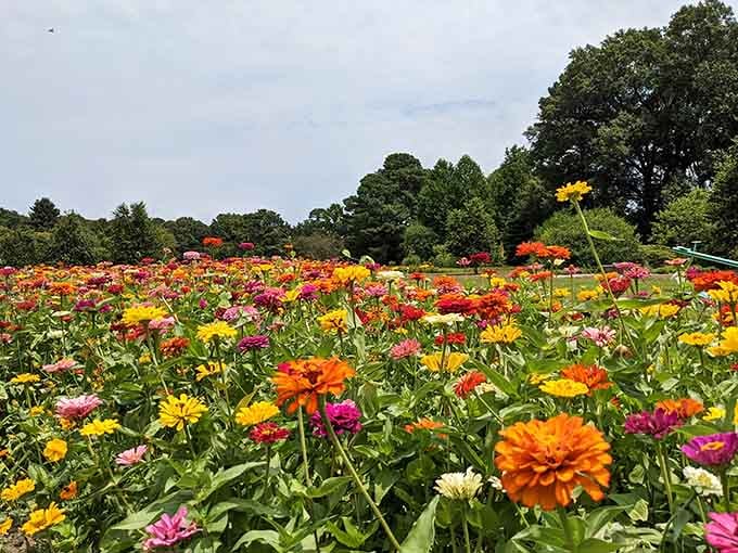 When zinnias decide to throw a party, they don't mess around with the guest list or color coordination.