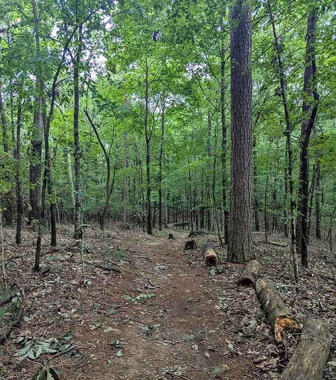 The trail welcomes you with that classic Alabama forest charm, where every step feels like coming home.
