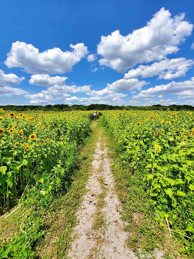 Those golden rows stretch to the horizon like nature's own yellow brick road to happiness.