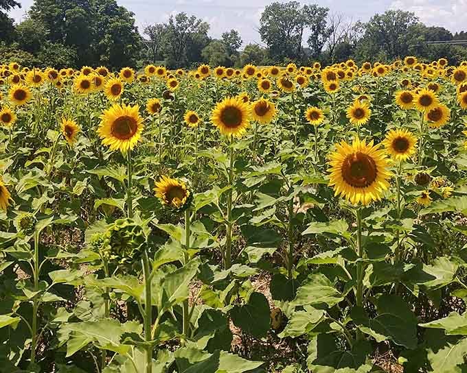 Golden waves stretching to the horizon prove that Illinois summers can compete with any European countryside destination.