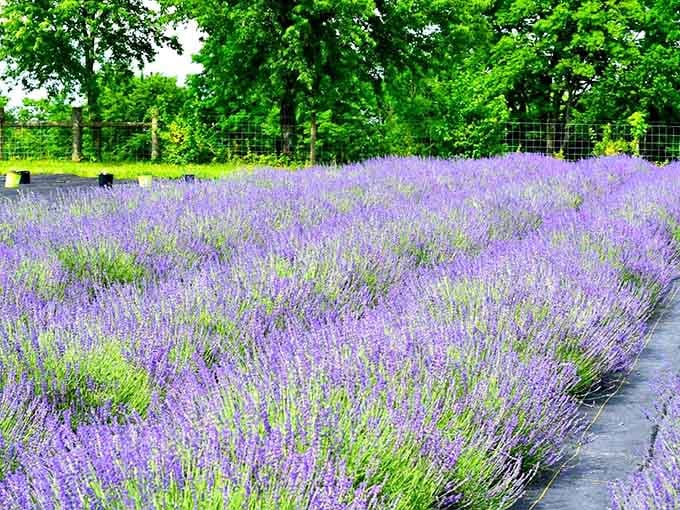 Perfectly manicured lavender rows that make you wonder if someone used a ruler and serious dedication.