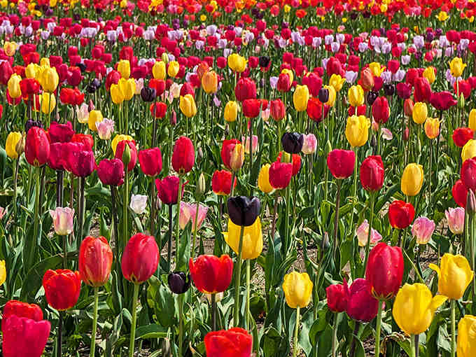 When red meets yellow meets pink meets purple, you get a color palette that puts sunsets to shame.