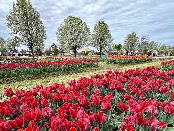 These red beauties stand at attention like they're auditioning for the world's most cheerful army battalion.