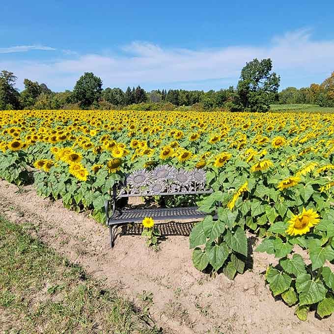 Golden waves stretching to the horizon&mdash;proof that Minnesota's beauty doesn't stop at the lakes.
