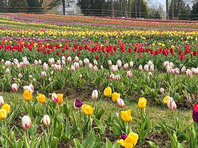 Rows of tulips in every color create a living rainbow that makes your heart skip a beat.