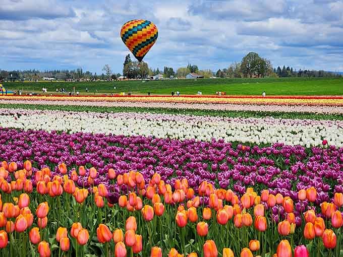 When hot air balloons photobomb your tulip fields, you know spring has officially arrived in spectacular fashion.