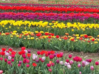 You'll Want To Visit This Dreamy Virginia Flower Field Before Everyone ...
