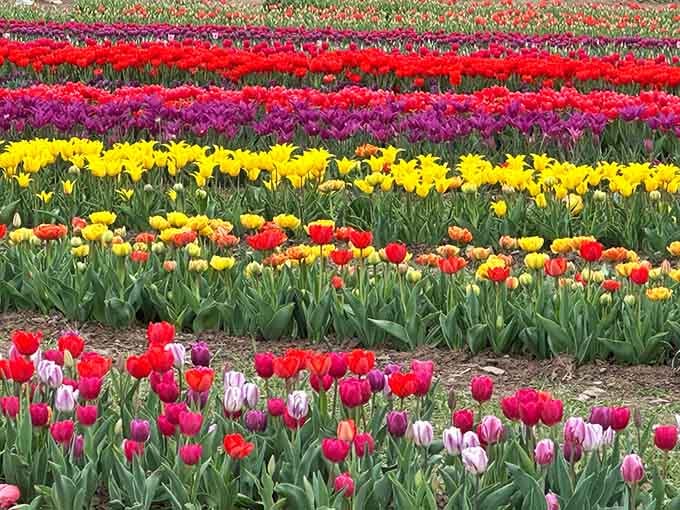 Rows of tulips stretching to the horizon like nature's own rainbow decided to take a permanent vacation here.