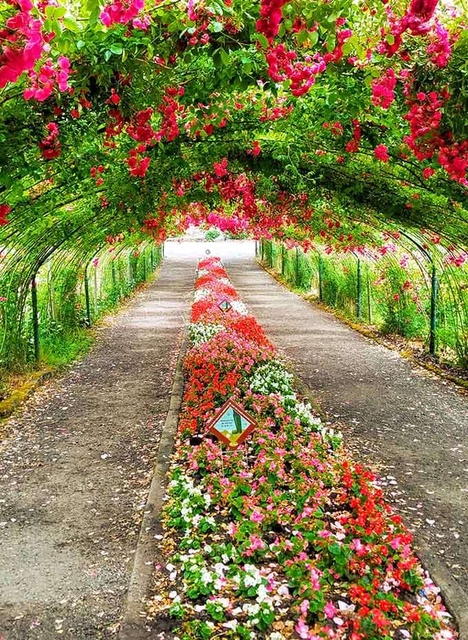 That tunnel of cascading blooms overhead looks like Mother Nature decided to show off her interior decorating skills.