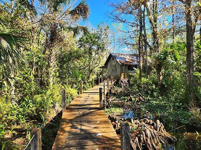 That wooden boardwalk isn't just a path&mdash;it's your portal into Florida's most spectacular secret swamp sanctuary.