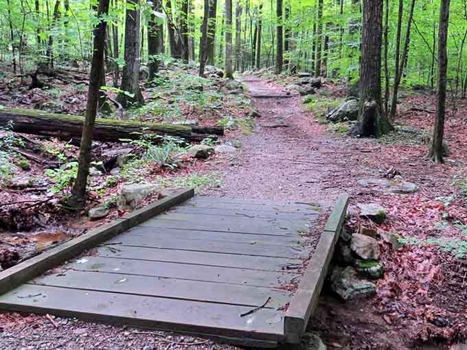 Those wooden boardwalks aren't just functional, they're your invitation to explore nature without sacrificing your sneakers.
