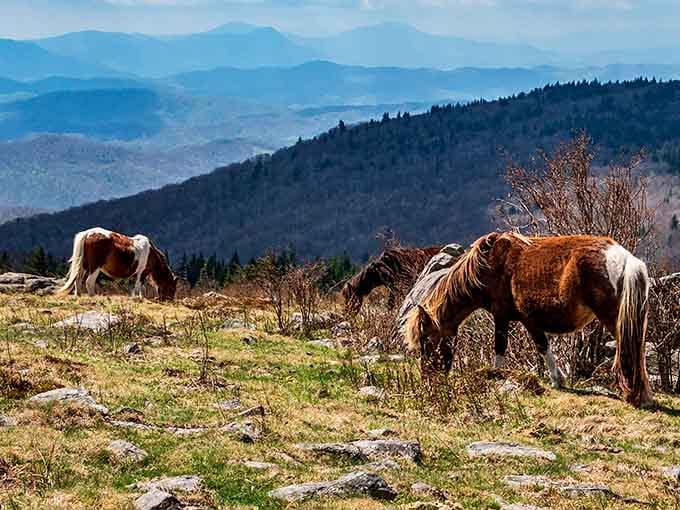 These shaggy celebrities graze against ridgelines that'll make your heart skip a beat or two.