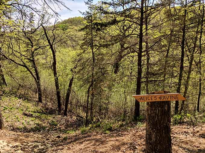 Alice's Ravine trail marker stands ready to guide you into woods that feel wonderfully far from everything stressful.
