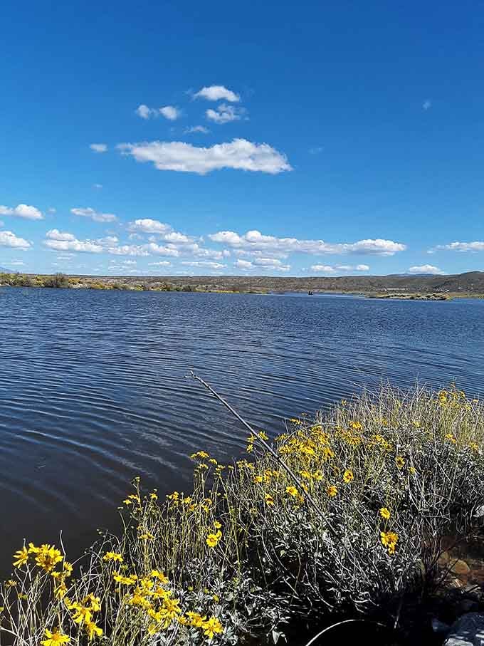 Spring wildflowers add unexpected splashes of color to the desert palette, nature's way of showing off shamelessly.