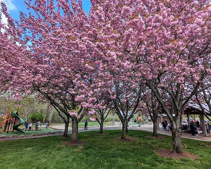 Spring blooms transform Arthur's parks into postcard-perfect scenes, proving natural beauty needs no filters or fancy effects.