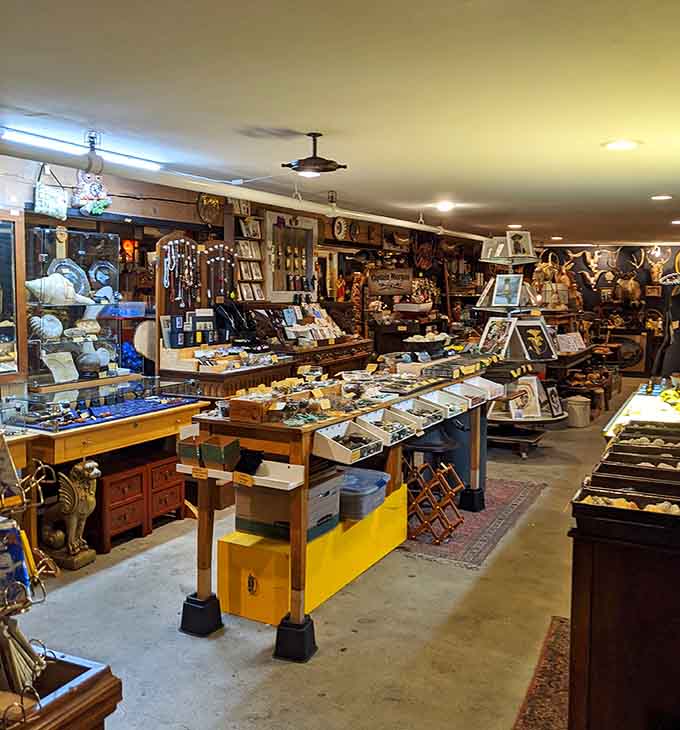 This basement level reveals even more treasures, proving the shop's collection runs deeper than you ever imagined possible.