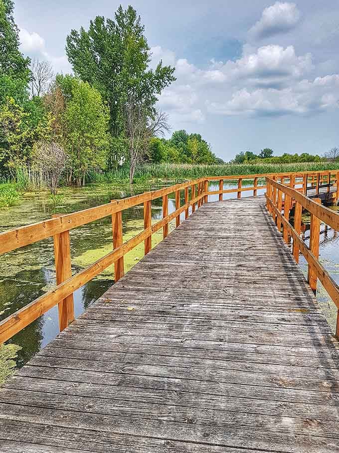 Wooden boardwalks guide you through marshlands where nature puts on its best show every single season.