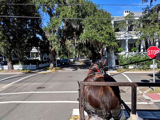 Carriage tours let you explore historic neighborhoods while someone else handles the navigation and provides the commentary you'd otherwise miss.