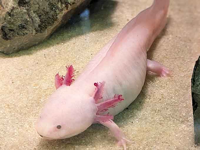This pink axolotl is basically the underwater equivalent of a cartoon character that somehow became real and adorable.