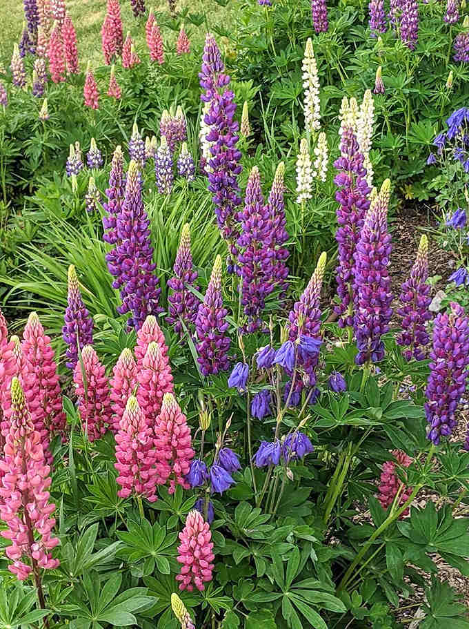Lupines standing tall in pink, purple, and white create a color explosion that would make any artist jealous.