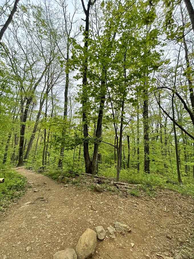 Forest trail winding upward through green canopy, where the only traffic jam involves deciding which beautiful view to photograph first.