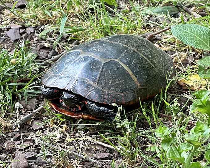 This little turtle's just minding its own business, reminding us that slow and steady still wins the race around here.