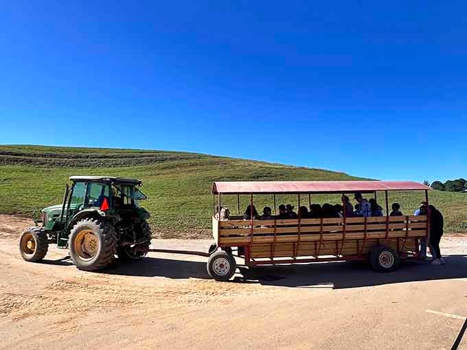 Mercier Orchards' tractor-pulled wagon rides: because walking through apple fields is great, but riding is significantly better for your feet.